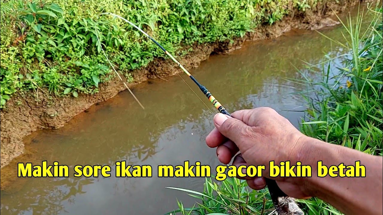 Mancing Ikan Wader di Dekat Sawah Sambaran Terus Sampai Akhir, Mantap!! - YouTube