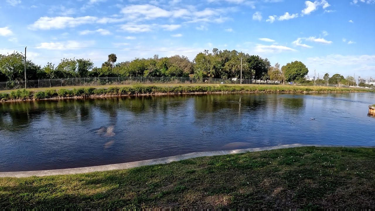 4K Manatees at Manatee Park, Florida - YouTube