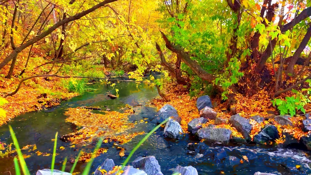 Golden Autumn. Peaceful forest river. Cozy Autumn ambience with water ...
