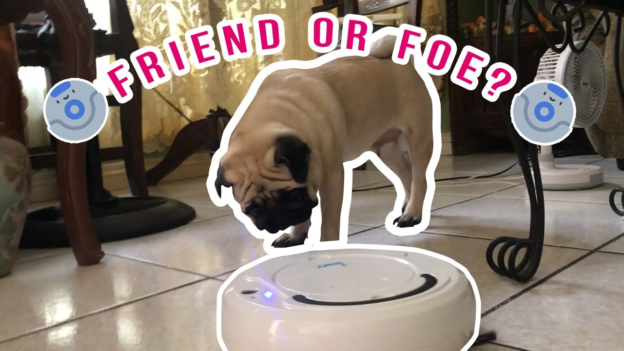 PUG MEETS ROBOT VACUUM 🤖 || Riley the Pug - YouTube