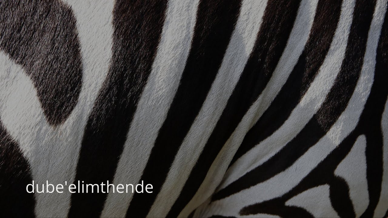 Dube'elimthende "Zebra with Stripes" - YouTube