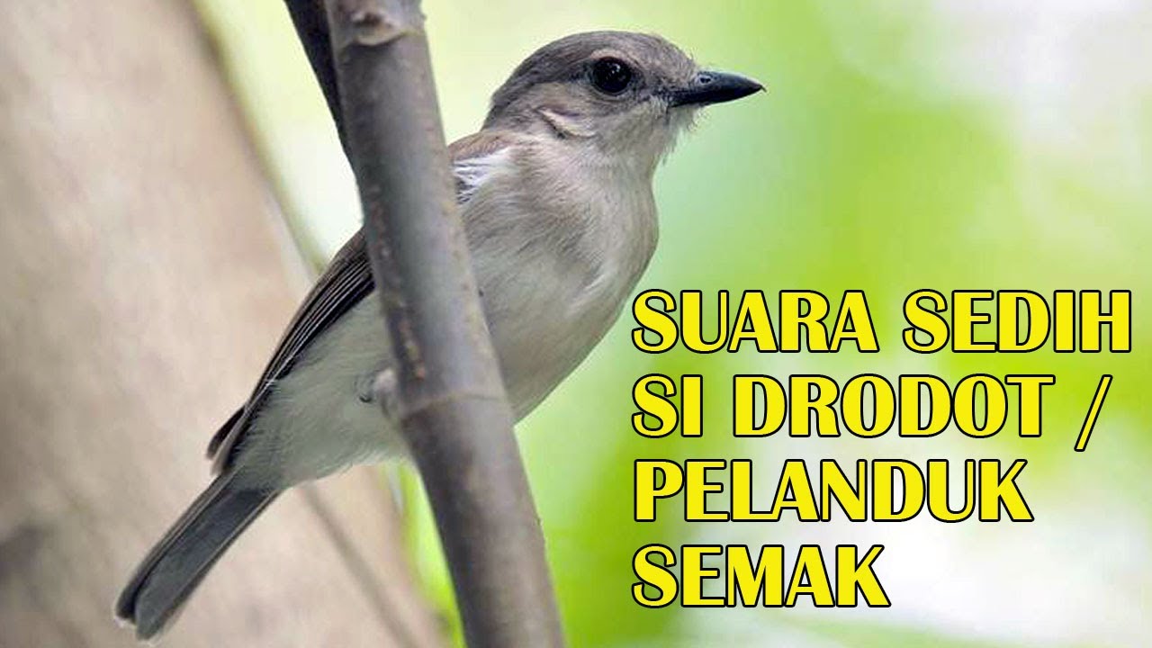 Suara Burung Pelanduk Semak, Drodot, Salakan Asli dari Alam - YouTube