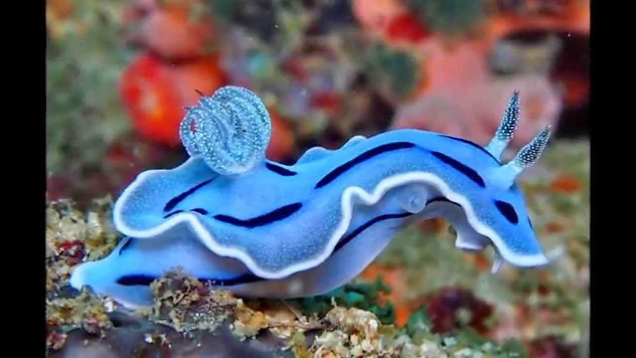 Lesma do mar (Sea Slug) - YouTube