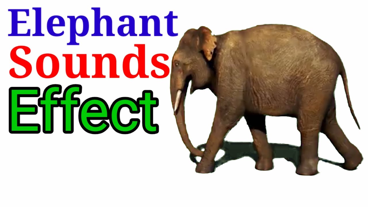 ELEPHANT , Sounds Effects !! Best Elephant Sounds Ever !! - YouTube