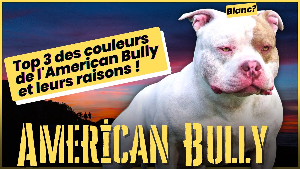 Quels Sont Les Symboles De Bully – REMOEQ