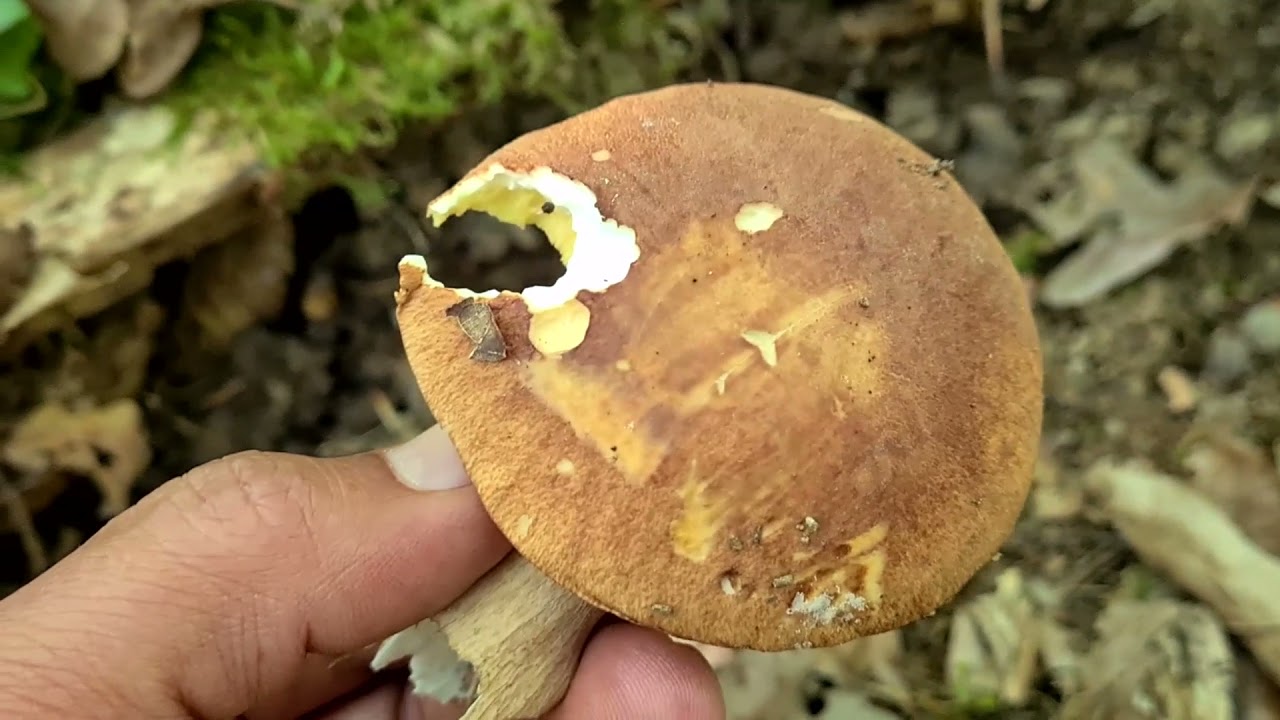 Bolets vs Cepes 16 juin 2021 - YouTube