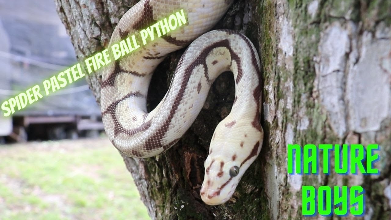 Spider Pastel Fire Ball Python - YouTube