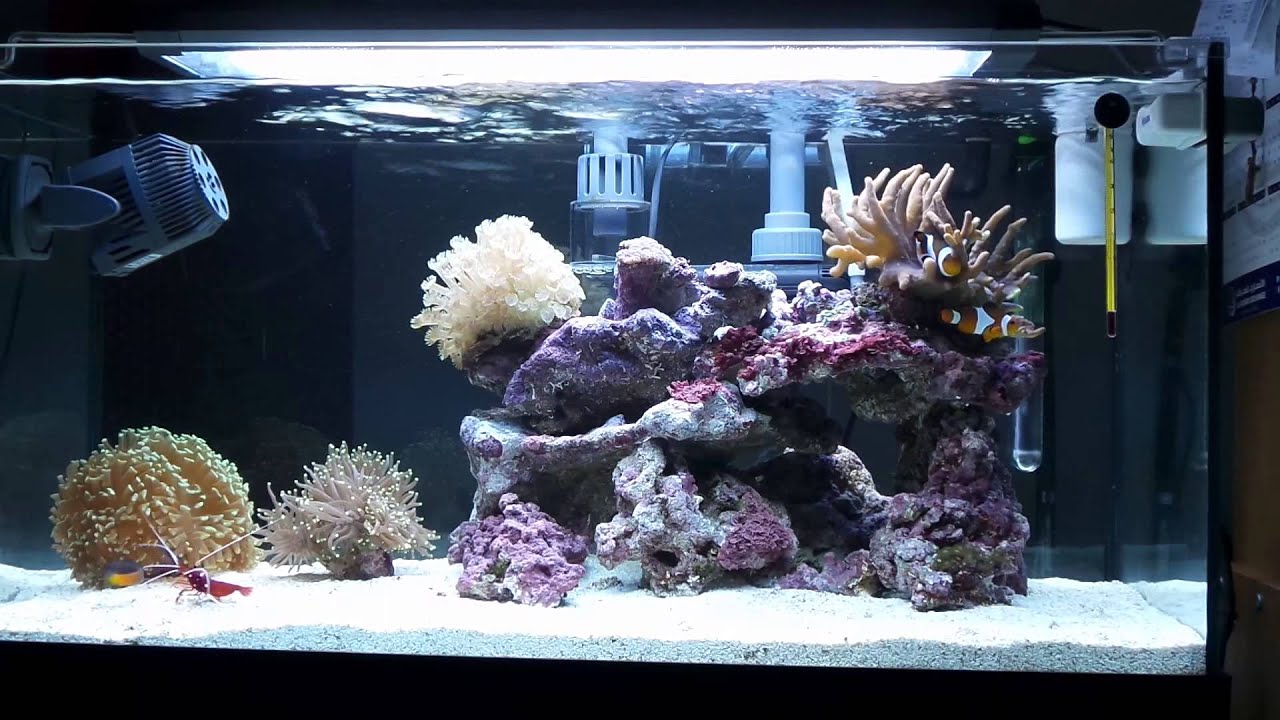 Simple Reef Tank - YouTube