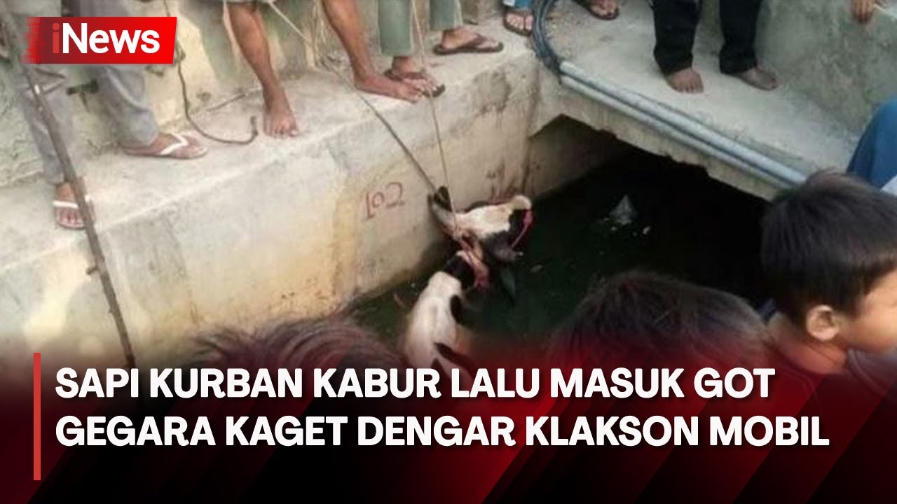 Kaget Dengar Klakson Mobil, Sapi Kurban Kabur dan Tercebur ke Kali ...