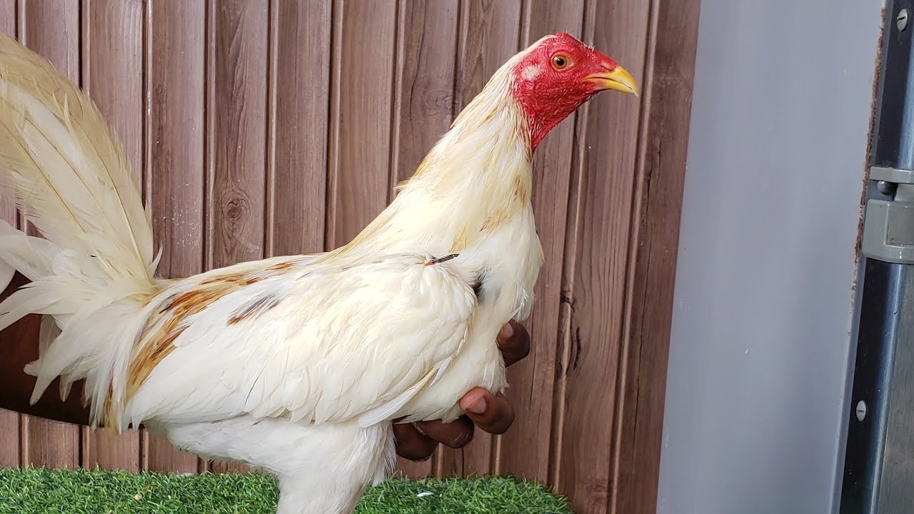 JABAO VERSACE GALLERIA EDWIN VALERIO BM INFORMACIÓN EN EL PRIMER ...