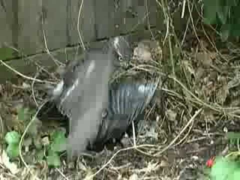 Sparrowhawk attacks a Magpie in Sussex - YouTube