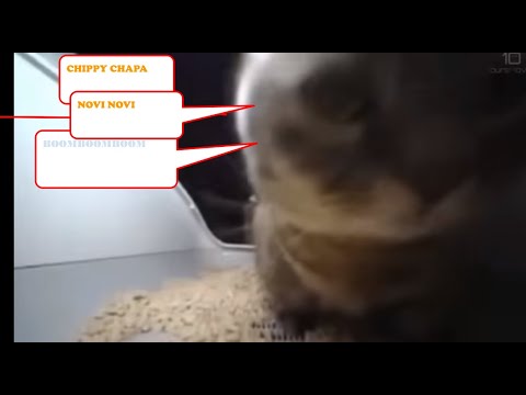 CHIPYCHIPY CHAPACHAPA CAT ONE MIN - YouTube