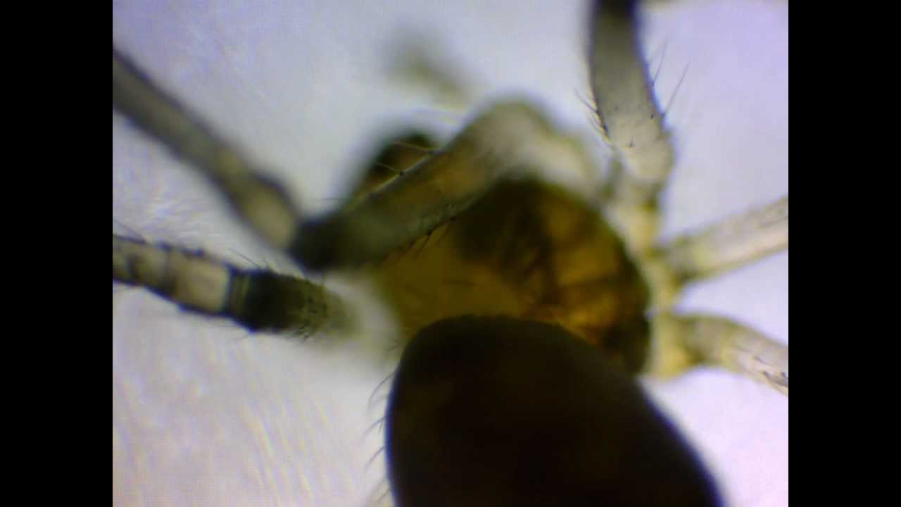 Small white house spider Microscopy at 40x and 100x - YouTube