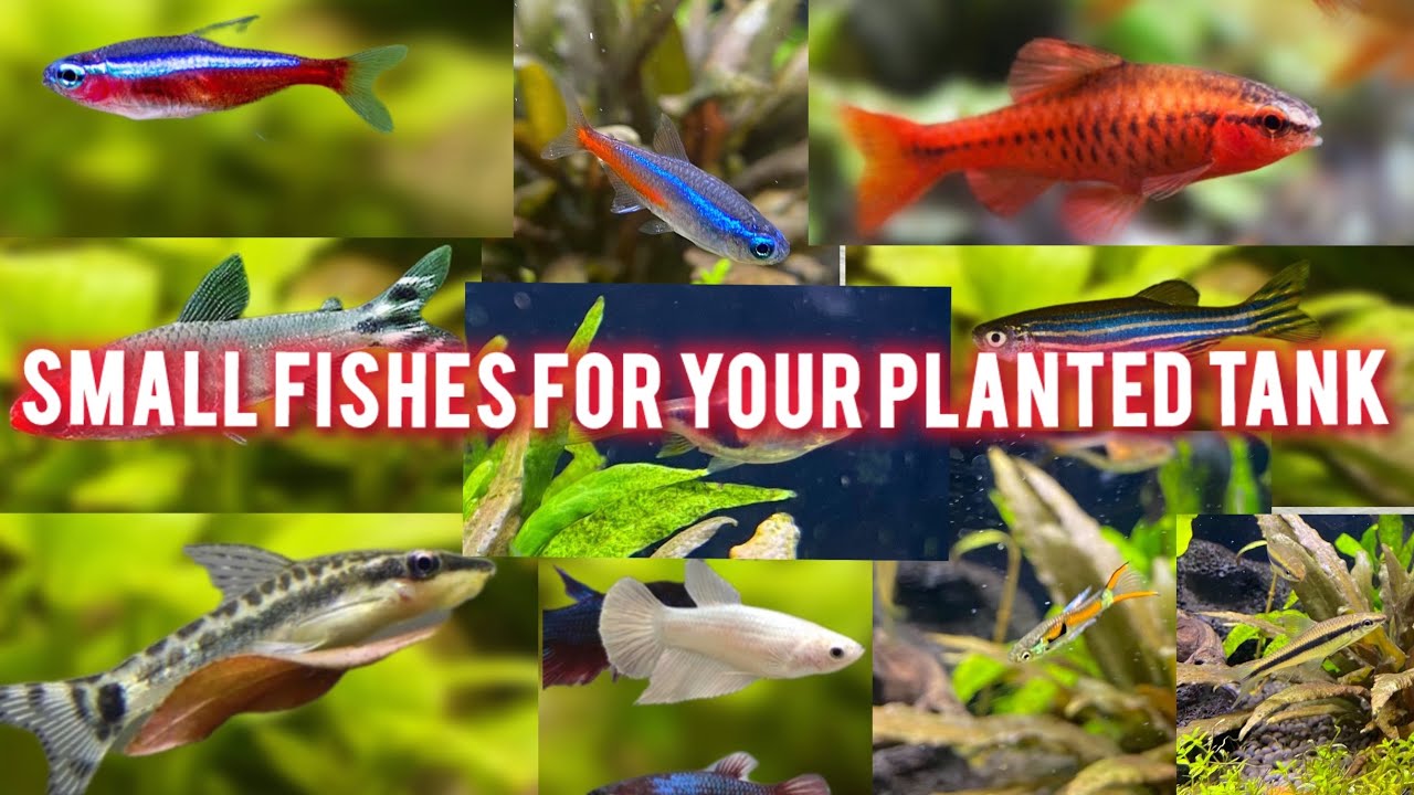 Top 10 Small Fish For Your Planted Aquarium || Low Price & Maintenance ...