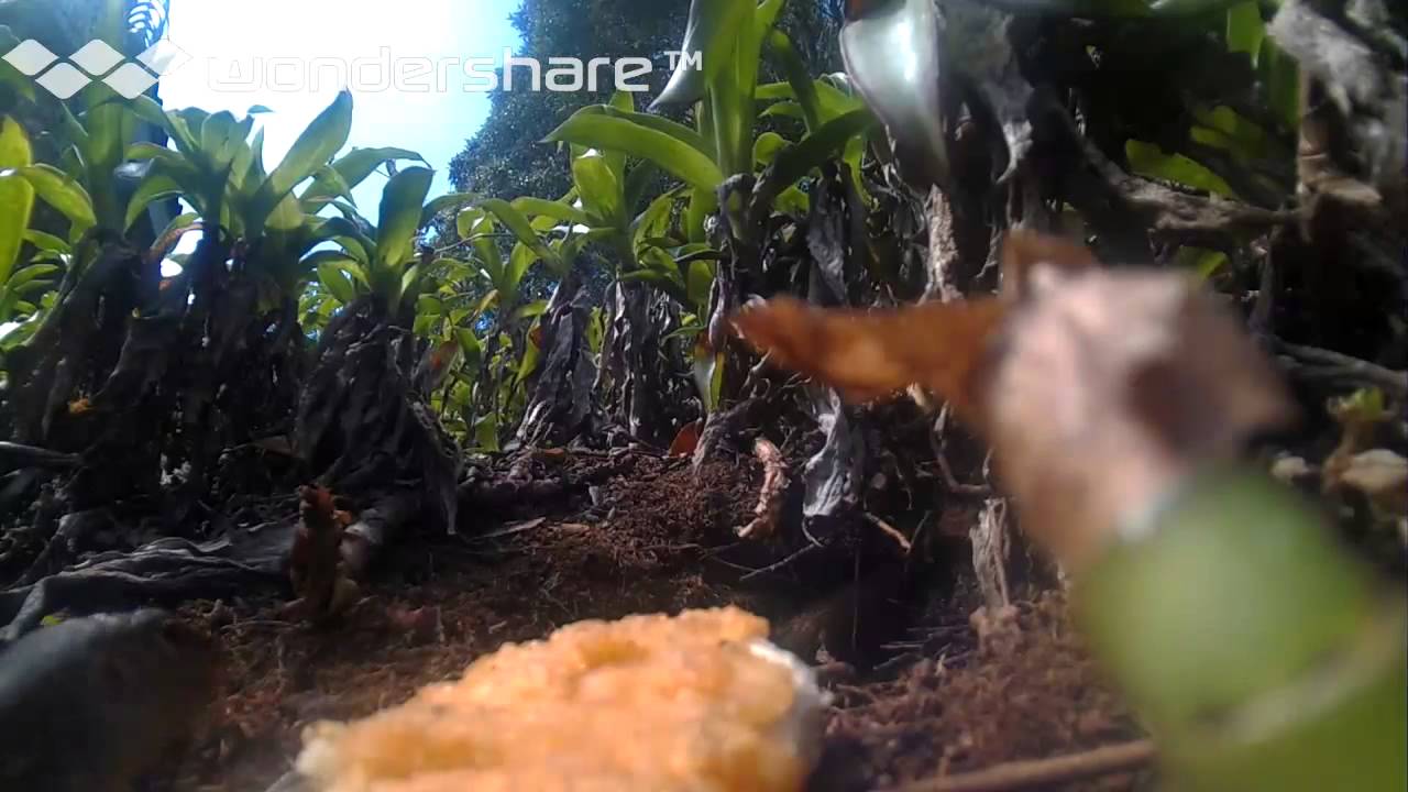 Lizards eat chicken nuggets - YouTube