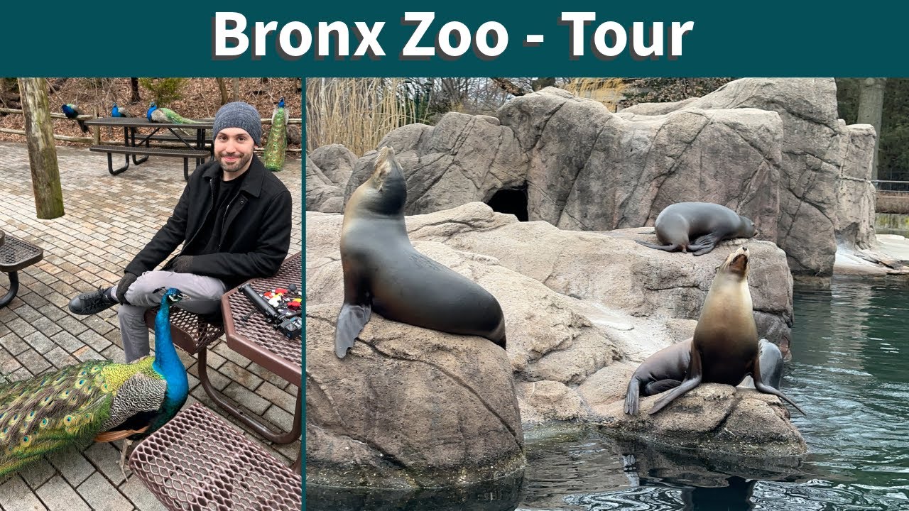 Bronx Zoo Tour (4K) - YouTube