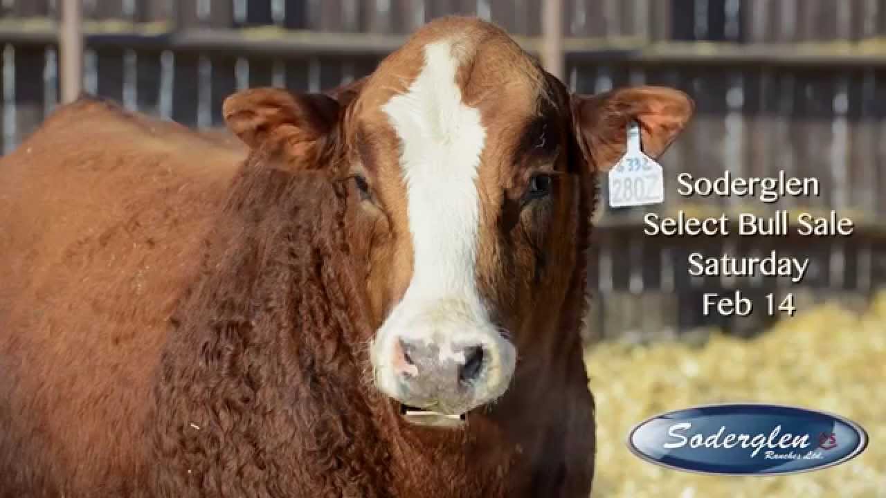 2015 Soderglen Select Sale - Feb 14th - YouTube