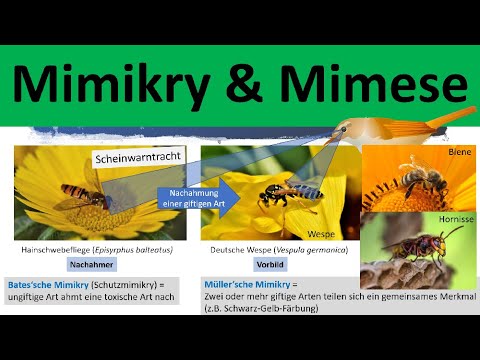 Mimikry und Mimese - Formen der Nachahmung [Biologie, Evolution, Oberstufe]
