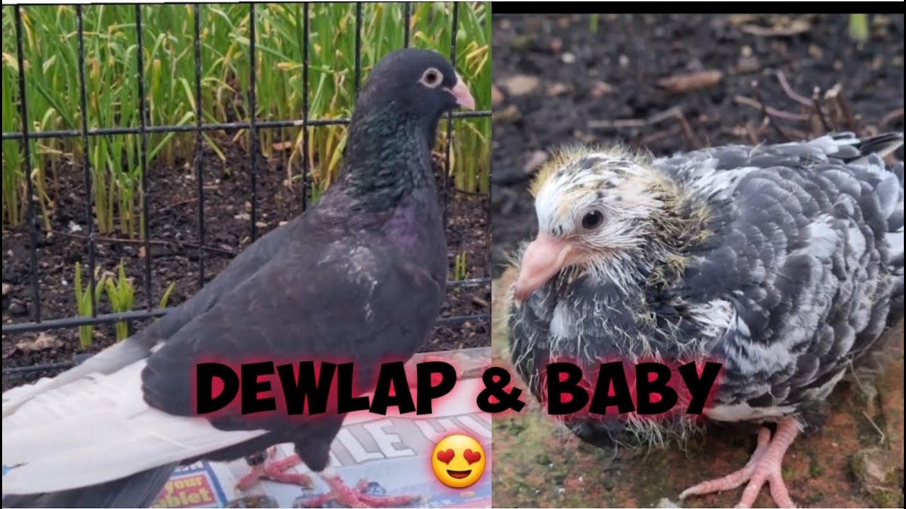 Dewlap Pigeon Mother And Baby. Beautiful Pigeon's - YouTube