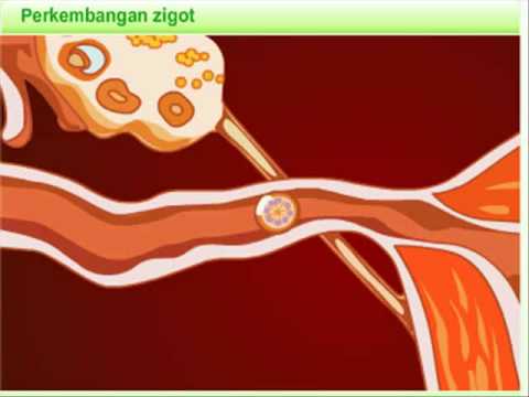 perkembangan zigot.flv - YouTube
