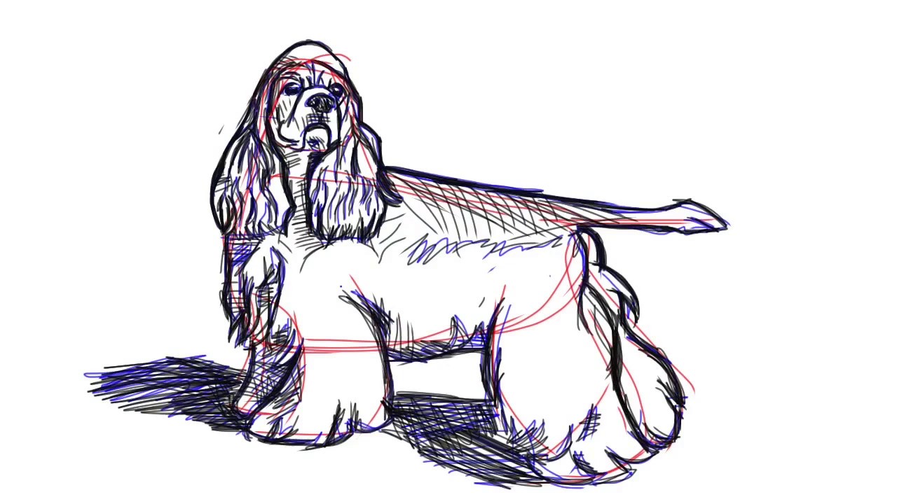 How to draw and American cocker spaniel - YouTube