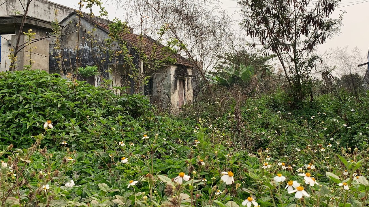 Abandoned house with overgrown grass makes people worry | I help clean ...
