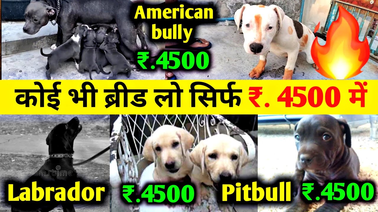 सिर्फ ₹.4500 में कोई भी डॉग ब्रीड लो || American bully || labrador ...