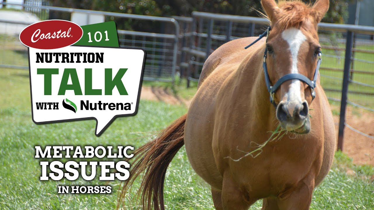 Coastal 101 Nutrition Talk with Nutrena: Equine Metabolic Concerns ...