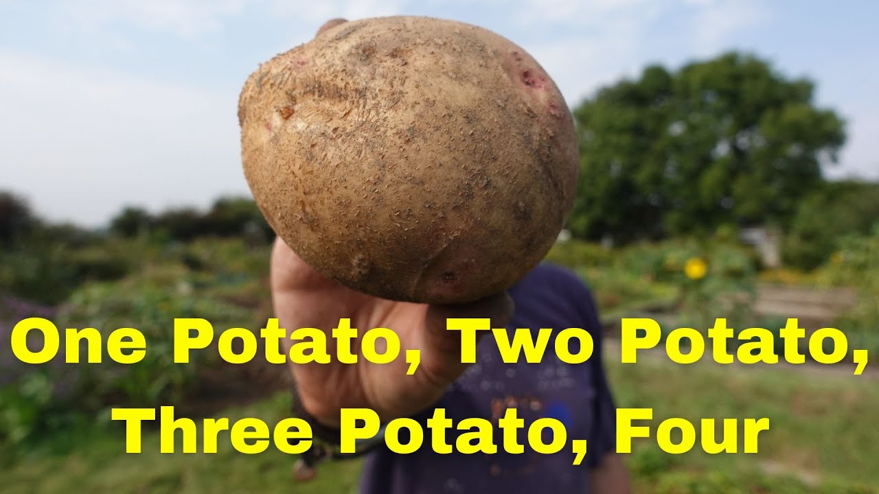 One Potato, Two Potato, Three Potato, Four, how do I stop my Pumpkin ...