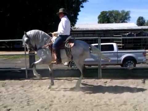 CABALLO ZARCO AT STUD - YouTube