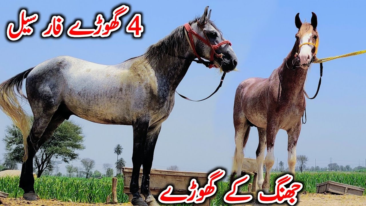 Nila Sawa Ghora For Sale | Horse For Sale In Pakistan - YouTube