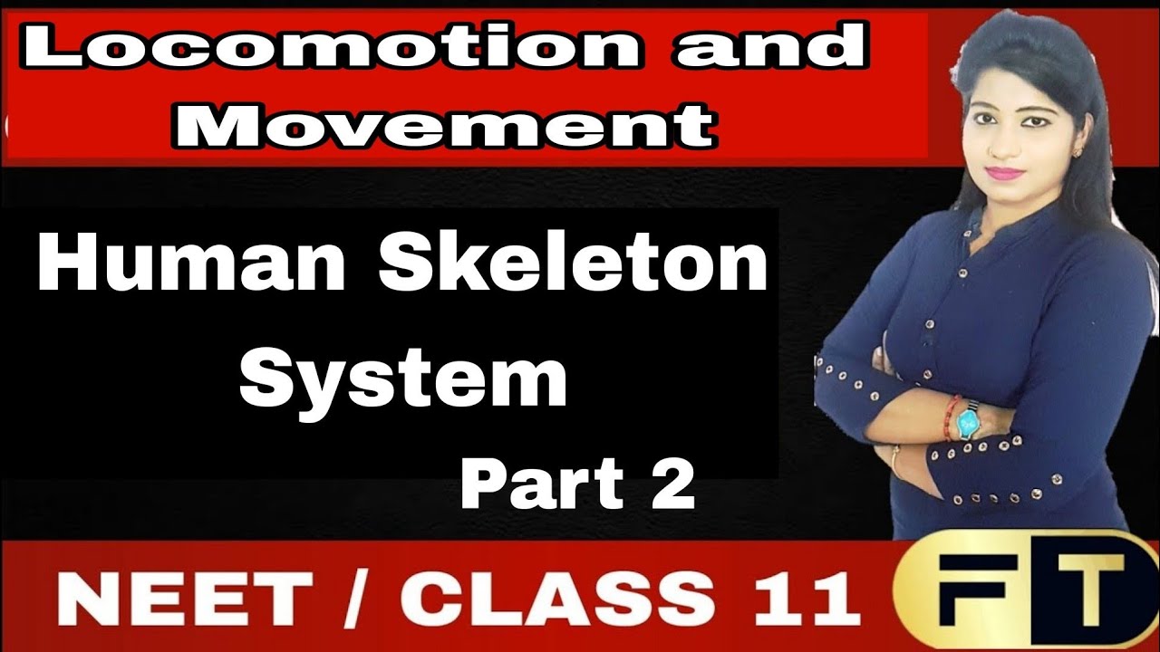 Human Skeleton System Class 11 Part 2 - YouTube