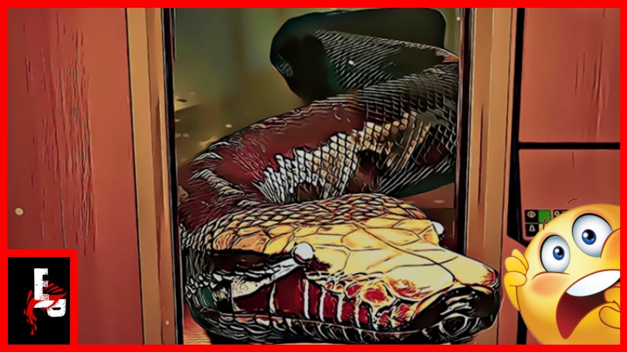 There Are Absolutely No Snakes At The No Snake Hotel - YouTube