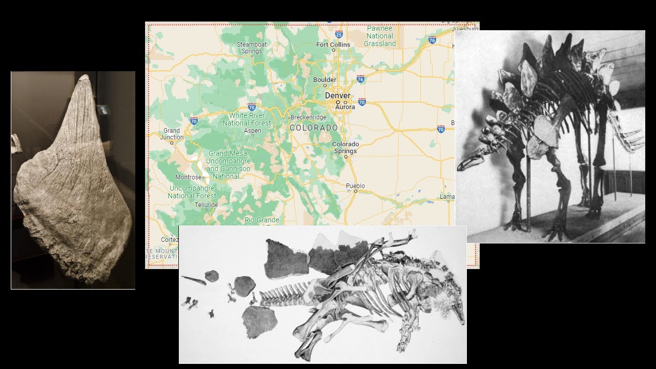 Colorado State Fossil - YouTube