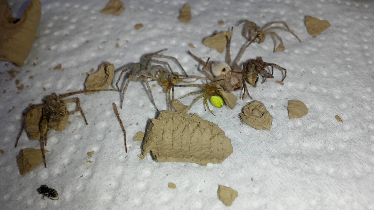 Sceliphron curvatum - YouTube