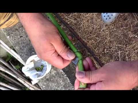 Innesto a zufolo su vite - YouTube