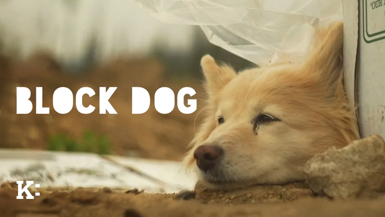 Block Dog - Trailer | Knowledge Network - YouTube