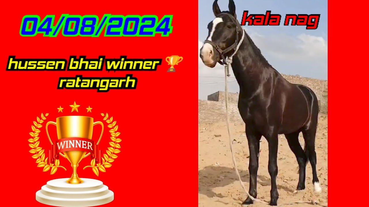 Sujangarh churu hoursh resh 🐎 04/08/2024 sardarshahr me. 15km ki resh ...