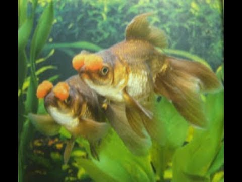 Pom Pom Goldfish At Planet Earth Aquarium Mysore - YouTube