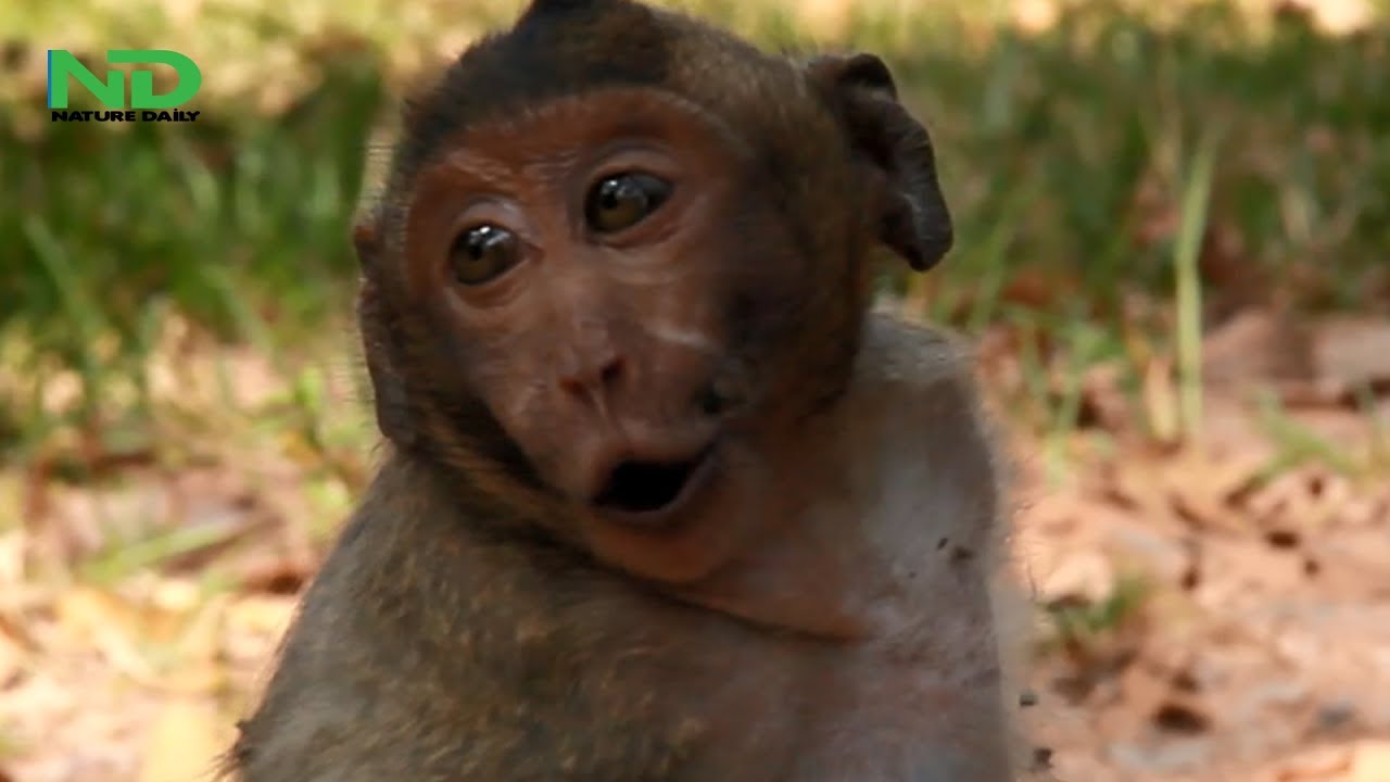 Worst Fat Baby Monkey don't Touch Mum Anymore, Angry Baby Monkey Crying ...