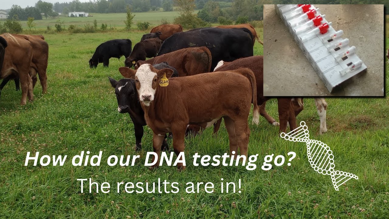 How did our DNA testing go? #beef #farming #simmental - YouTube