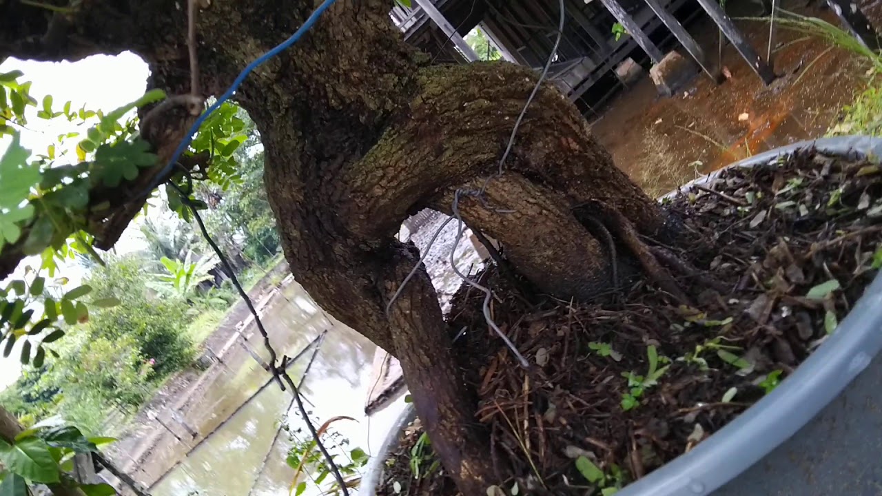 Tamarind Indicus yang gagal mencengkram batu - YouTube