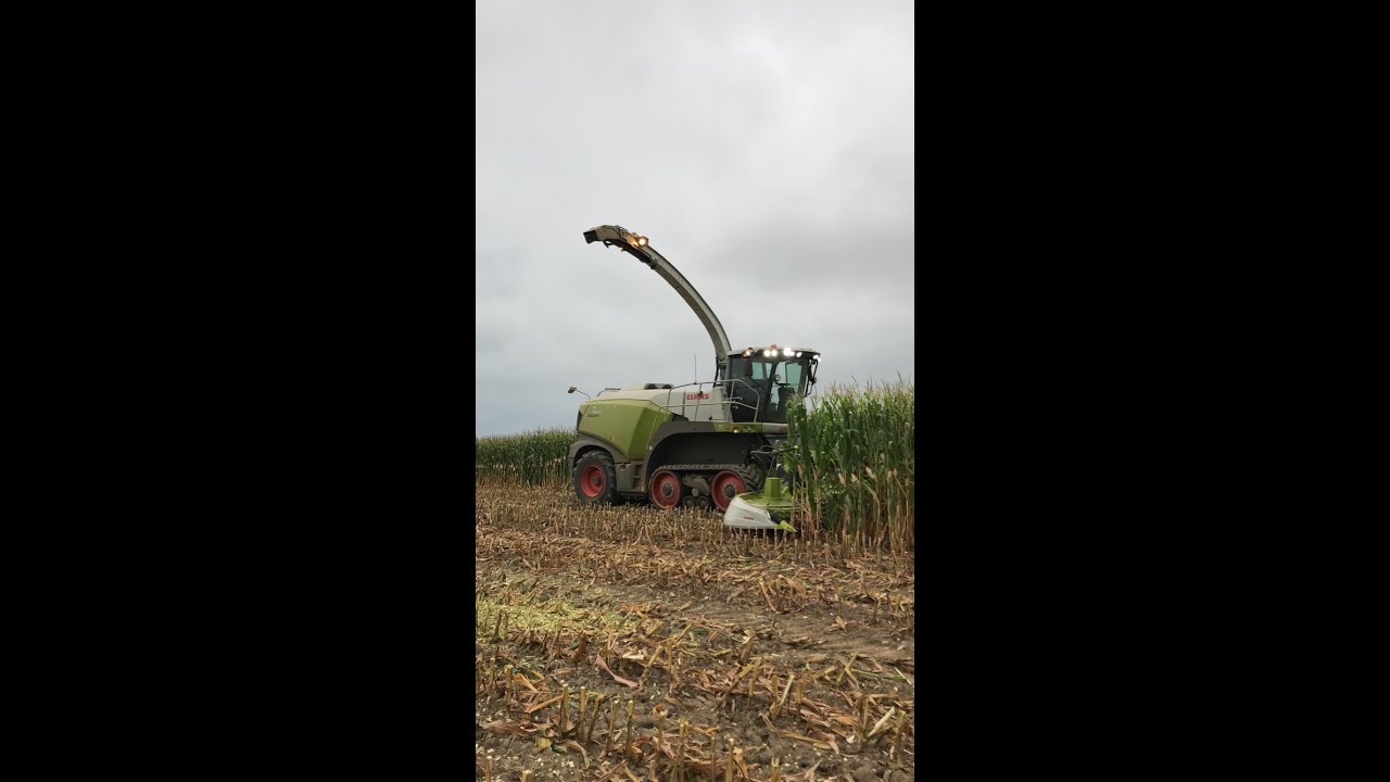 Chopping Corn with Claas 990TT! - YouTube