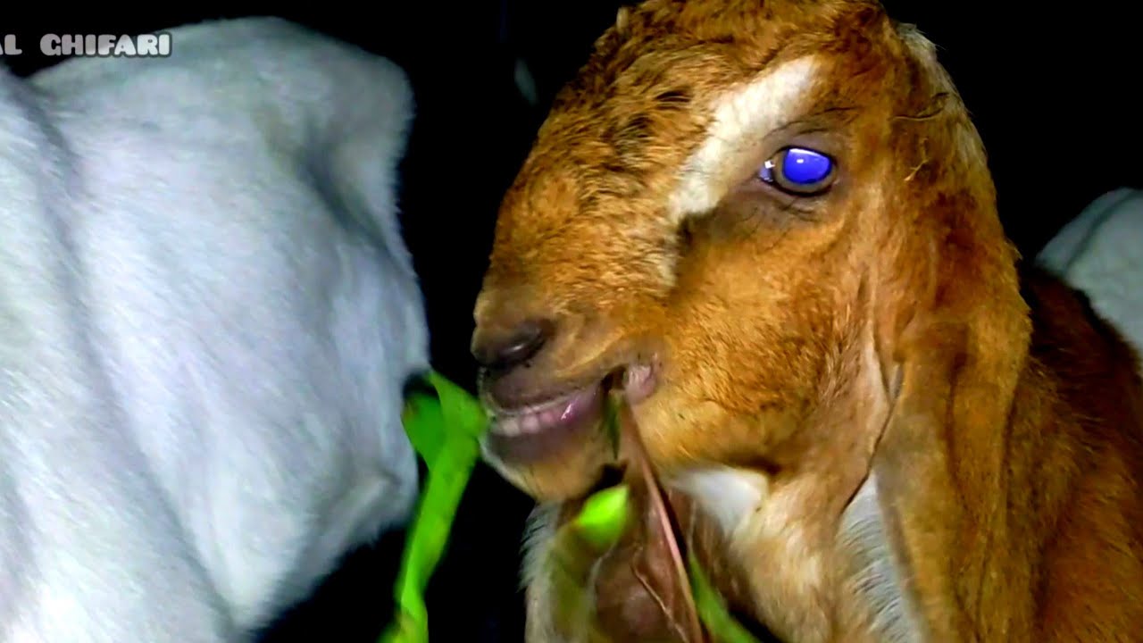 I am very happy to see 3 cute goats eating with gusto - YouTube