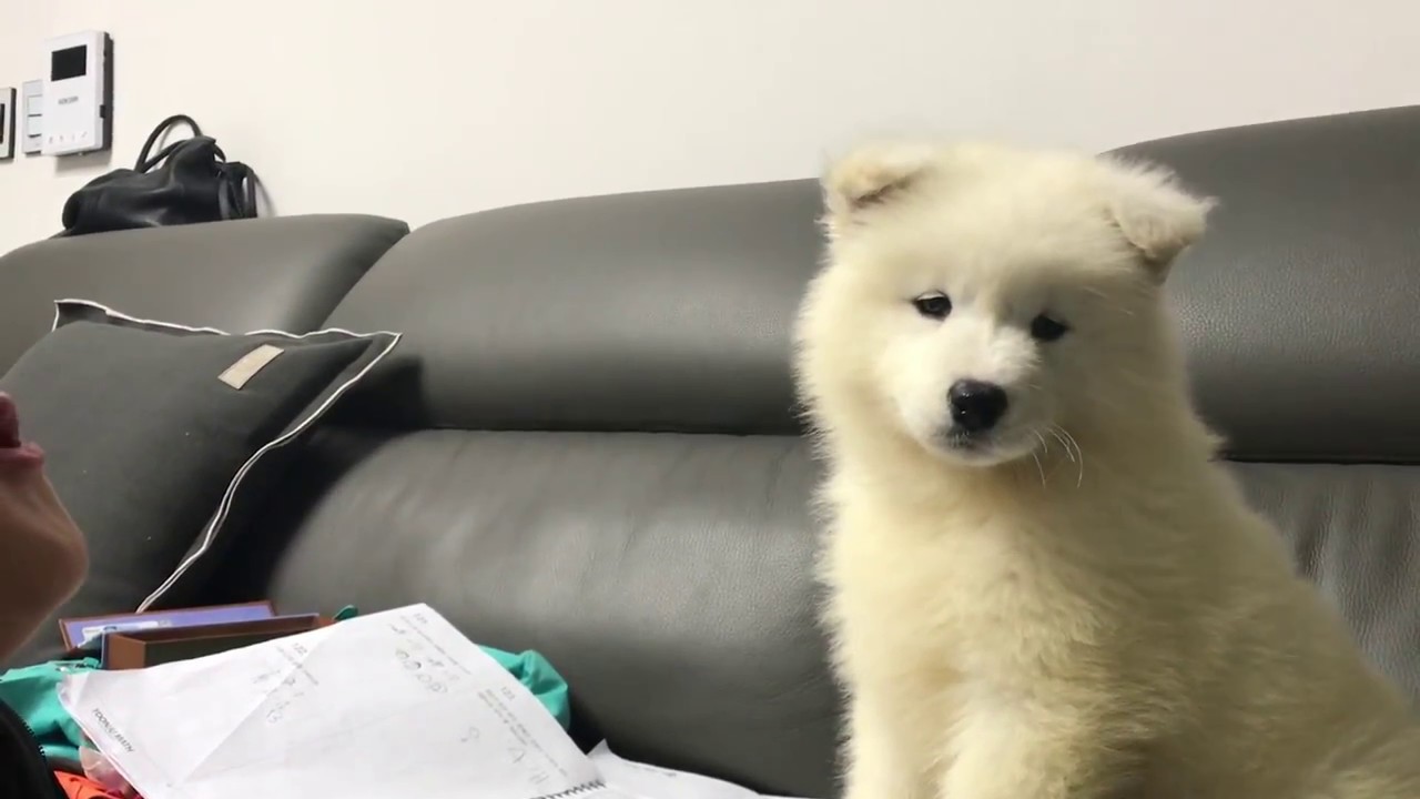 집에 온 첫날 하울링 하는 사모예드 하루(samoyed puppy HaRoo`s howling) - YouTube