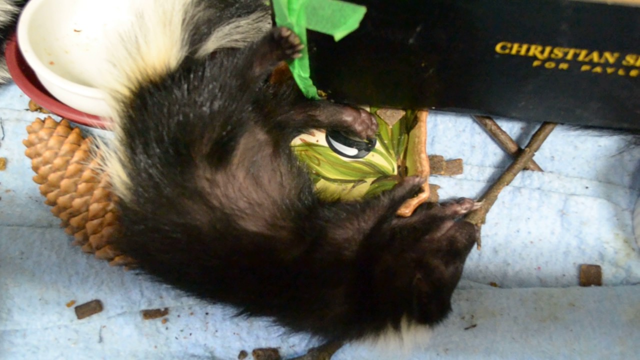 Baby Skunks at Procyon Sleeping - YouTube