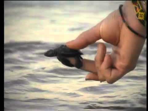Maná   Selva Negra Video