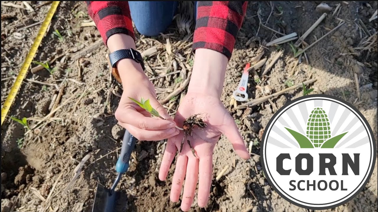 Corn School: Three early season considerations - YouTube