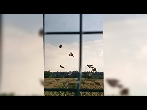 🎯 Kısa film ~ Kuşların Özgürlüğü  | short film ~ Freedom of the Birds