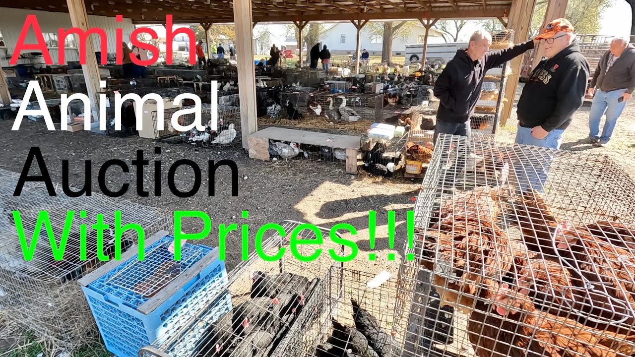 The BEST Auction I'VE EVER HAD!!! - YouTube